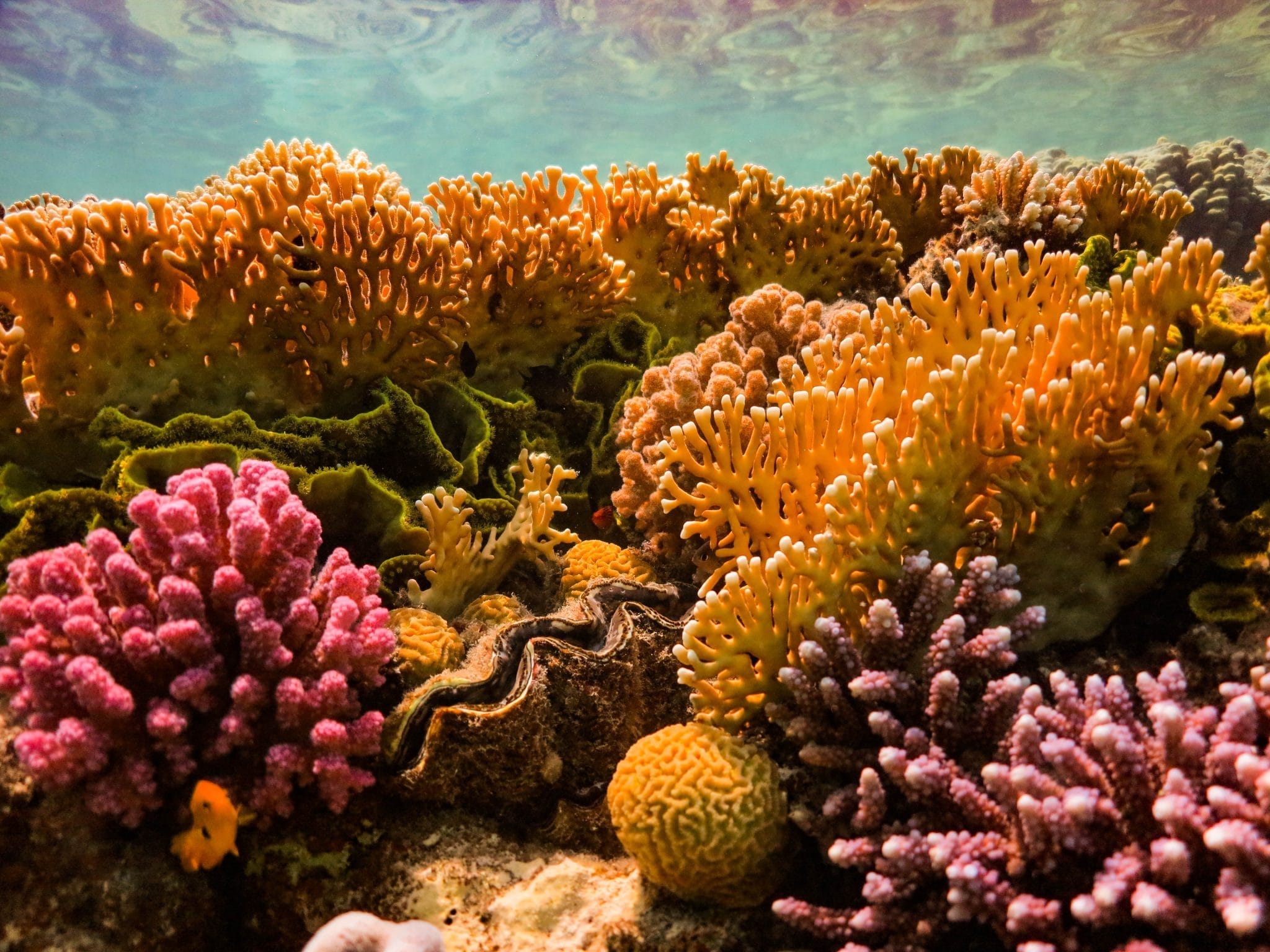 ST. Johns, Zabargad, Rocky – 4EVERSEA